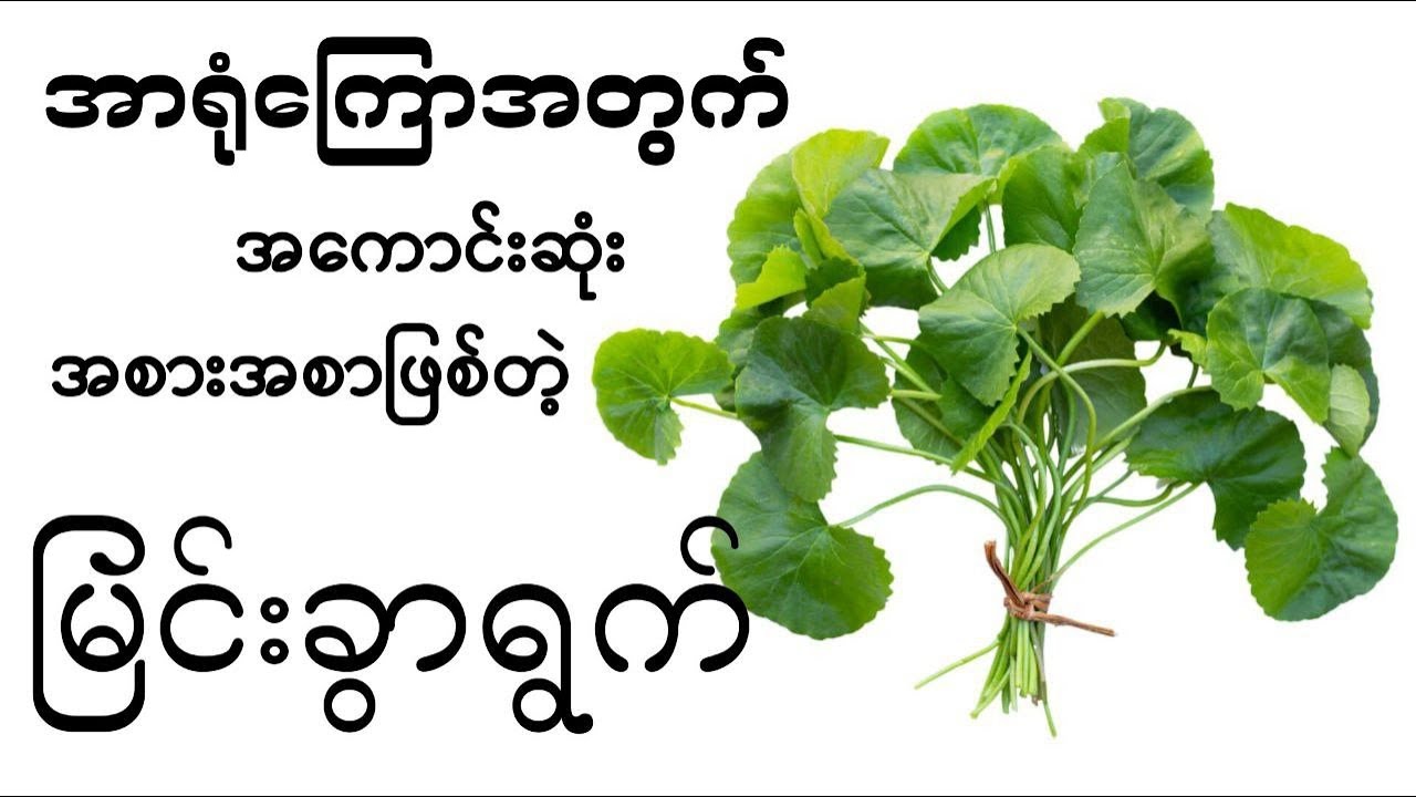 အာရုံကြောအတွက် အကောင်းဆုံးအစားအစာဖြစ်တဲ့ မြင်းခွာရွက် I Benefits of ...