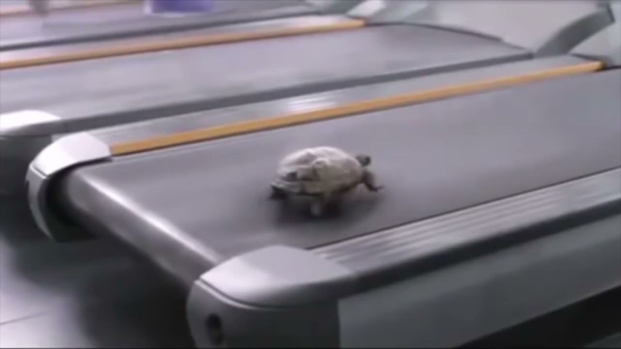 Turtle running fast on treadmill - YouTube