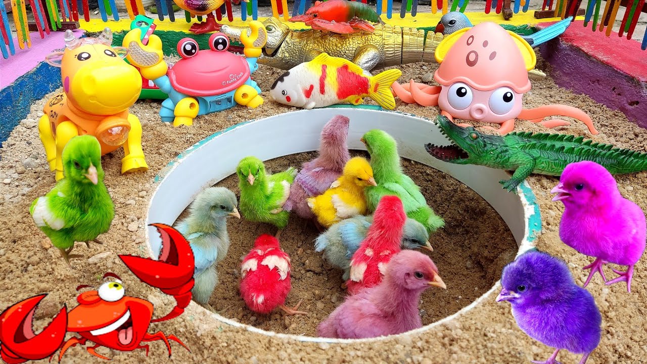 Catch Cute Ducks, Colorful Chickens, Rainbow Chickens, Love Birds ...