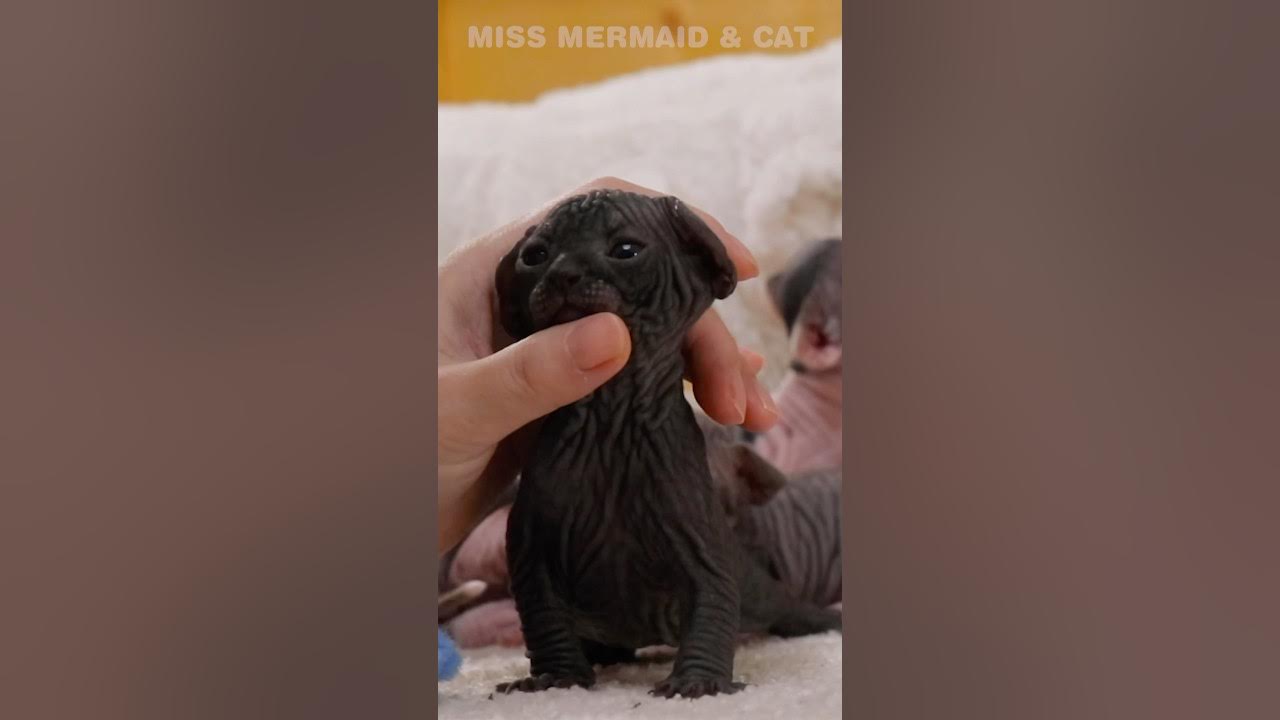 Tiny, Adorable, and Perfect: Sphynx Babies Lov ️#shorts #sphynx # ...