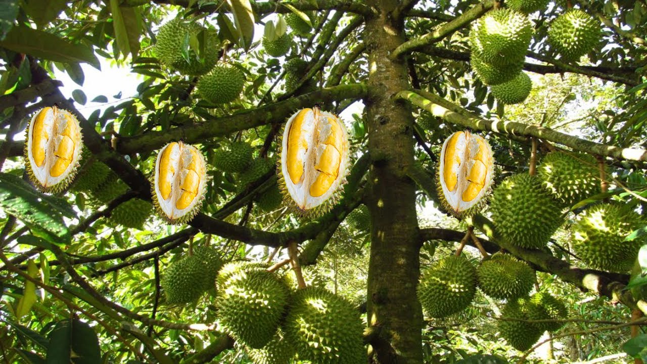 Agriculture Technology | Durian Cultivation - YouTube
