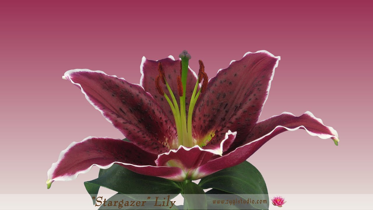 Growing, Opening and Rotating Red Stargazer lily. - YouTube