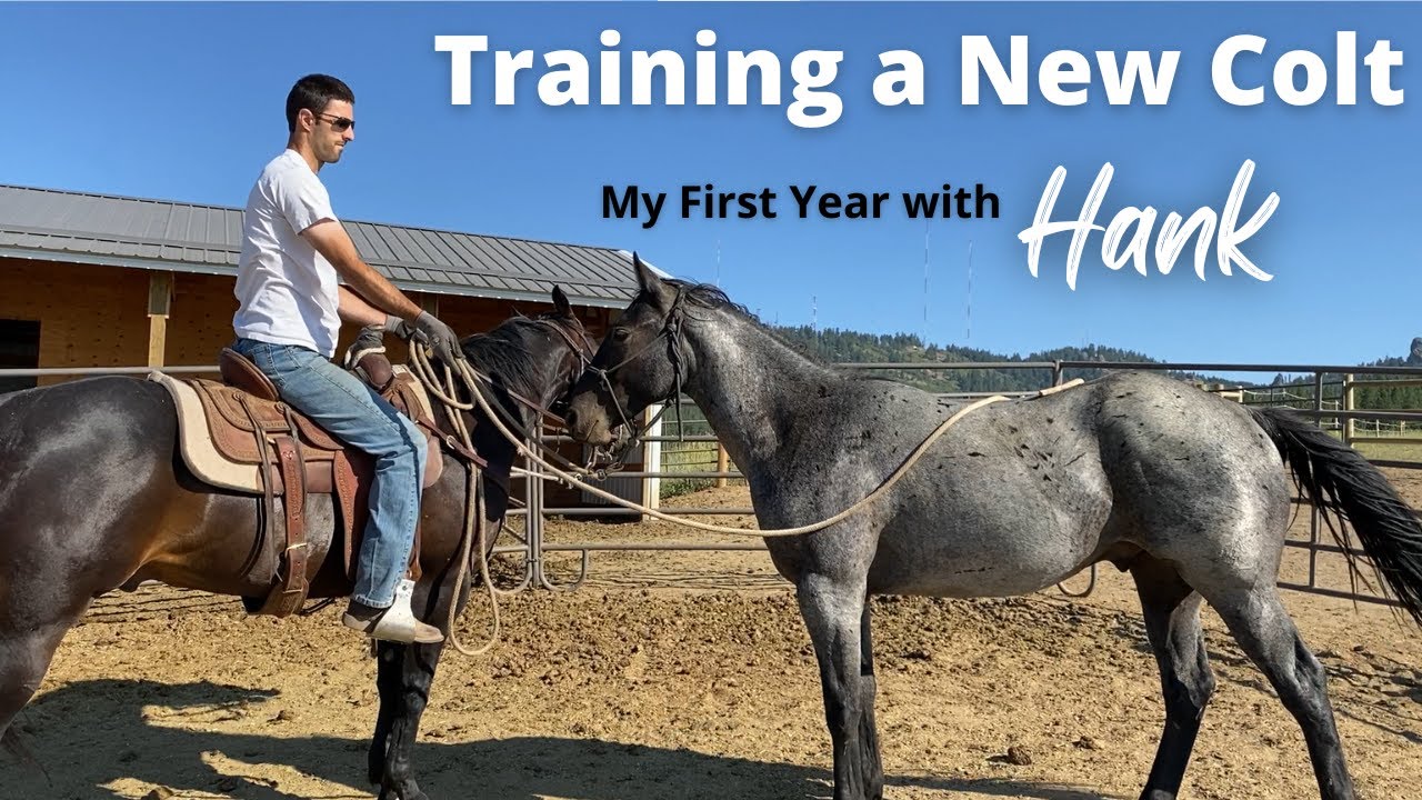Training a New Colt - My First Year with Hank - YouTube