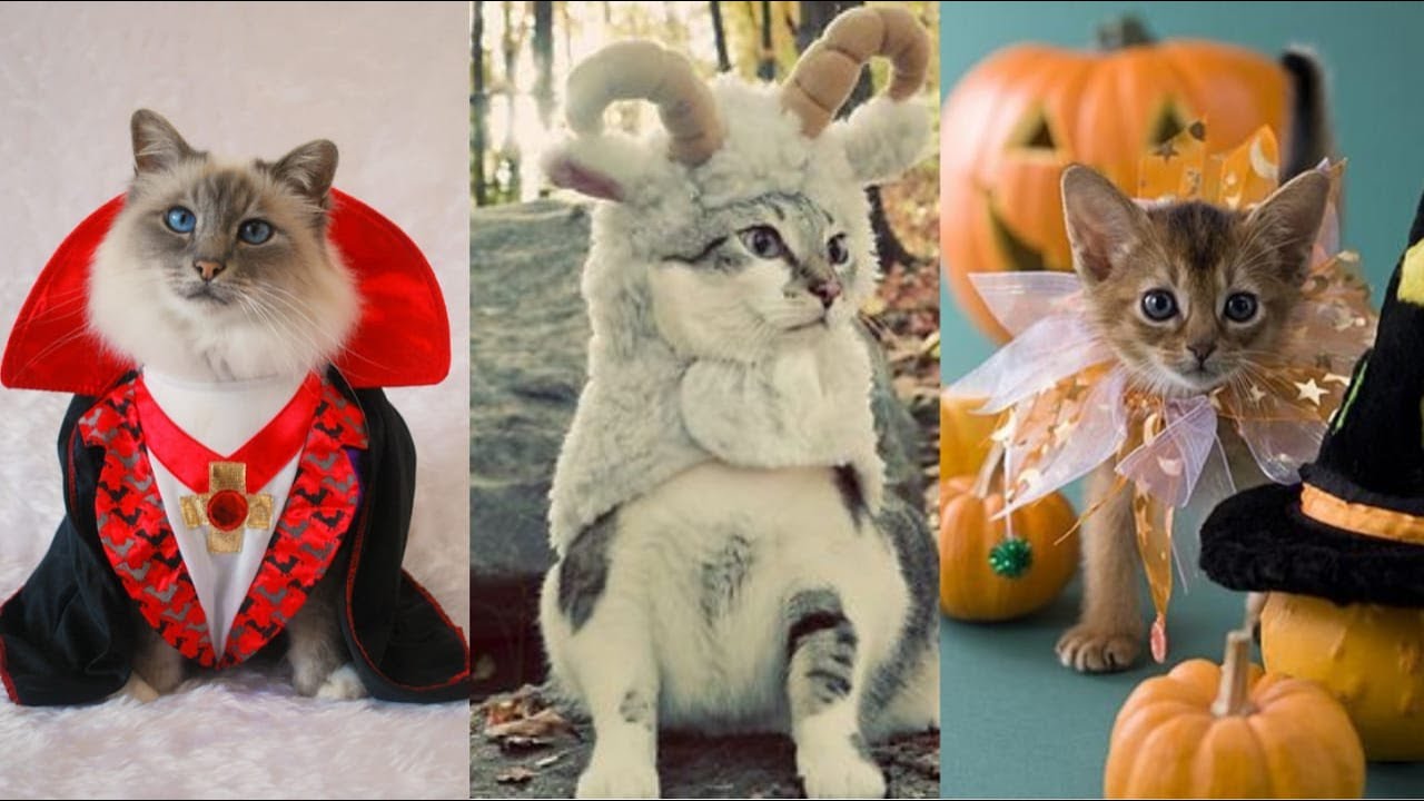 Beautiful and Inspiring Cat Costumes For Halloween | Beautiful Cat ...