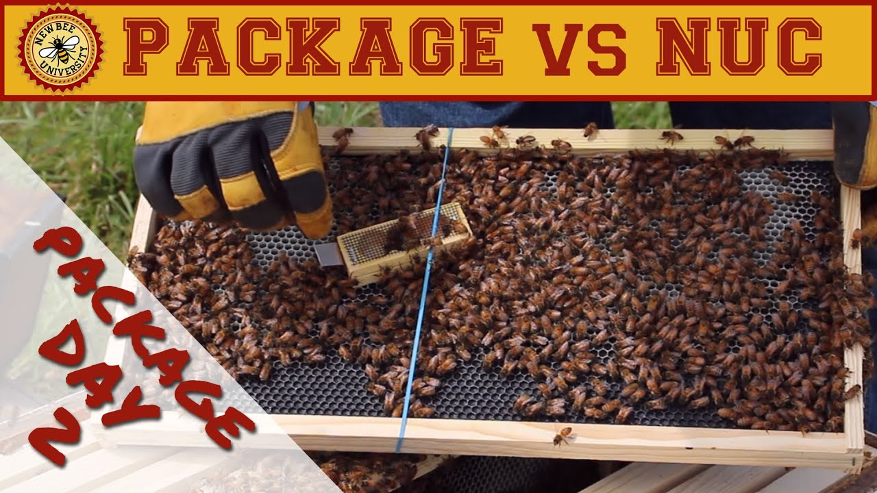 Nuc vs Package Bees Comparison: Day 2 Checking for Queen Release - YouTube