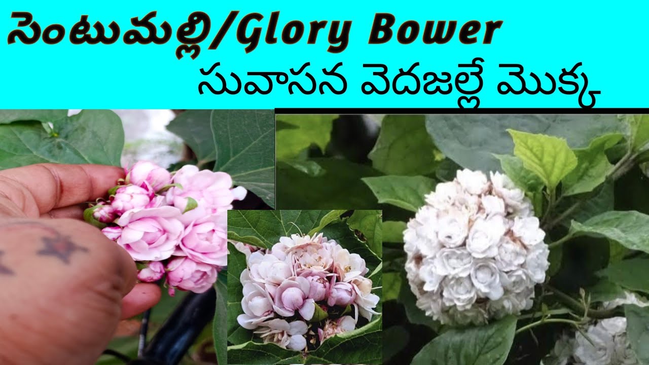 సెంటు మల్లె | sentu malle chettu | how to grow Jasmine plant - YouTube