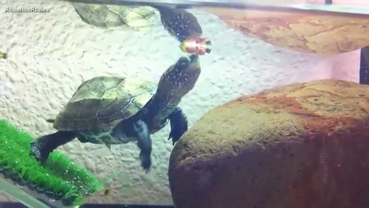 Tortuga Chinemys Reevesii comiendo comida comercial - YouTube
