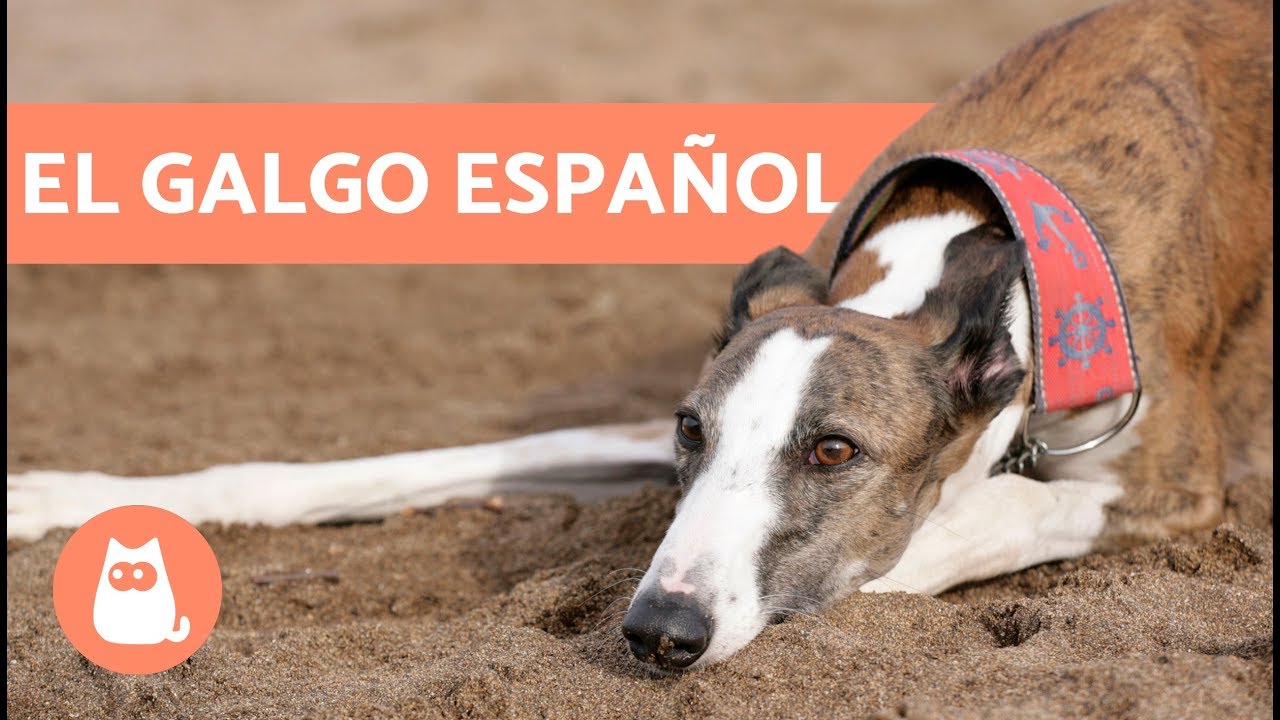 Galgo español - Características y cuidados - YouTube