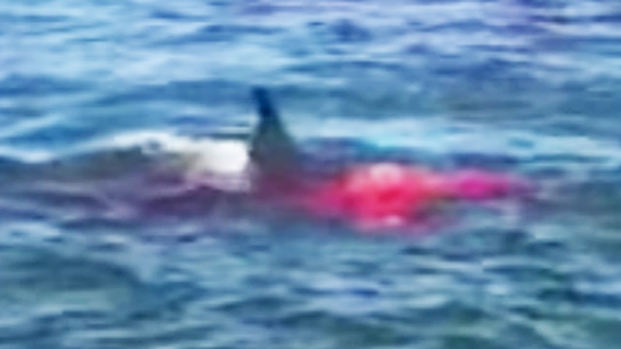 This Female Surfer Gets RIPPED APART by Biggest Shark in South Africa ...