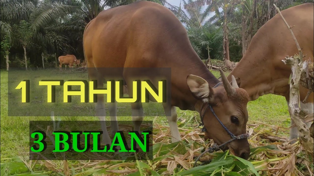 SAPI BALI JANTAN UMUR 1 TAHUN 3 BULAN MULAI BERUBAH WARNA - YouTube