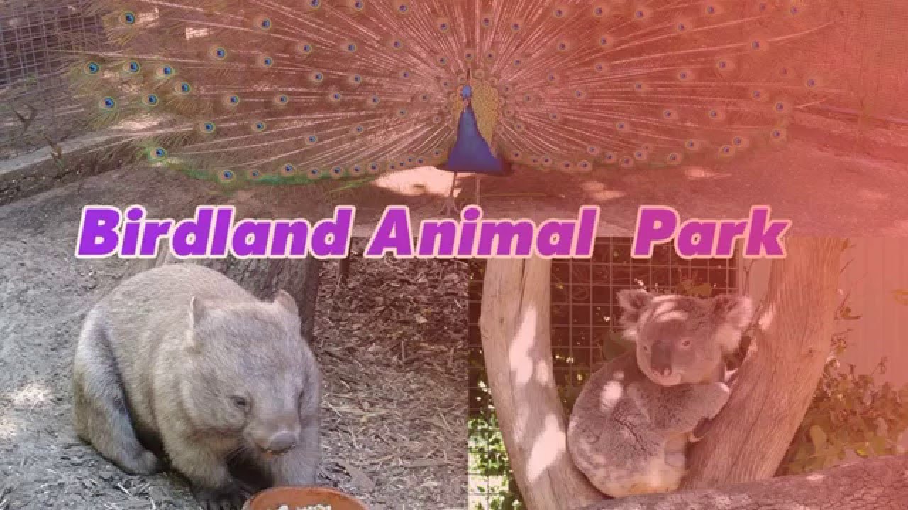 A Visit to Birdland Animal Park at Batesman Bay - YouTube