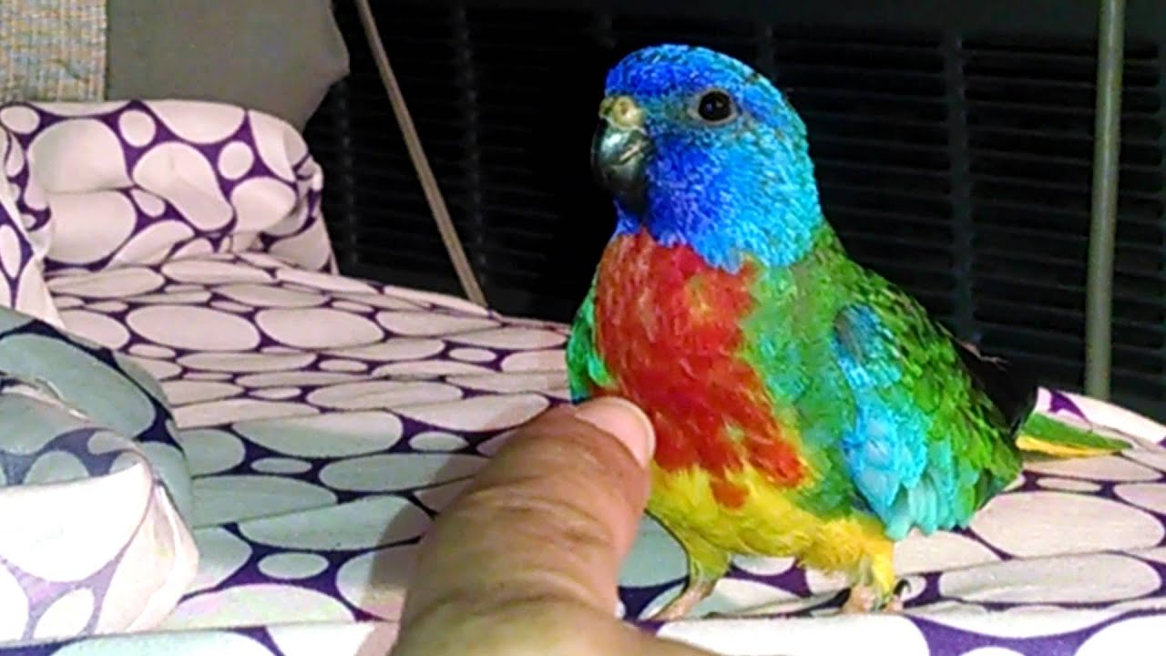 My Scarlet Chested Parakeet - YouTube