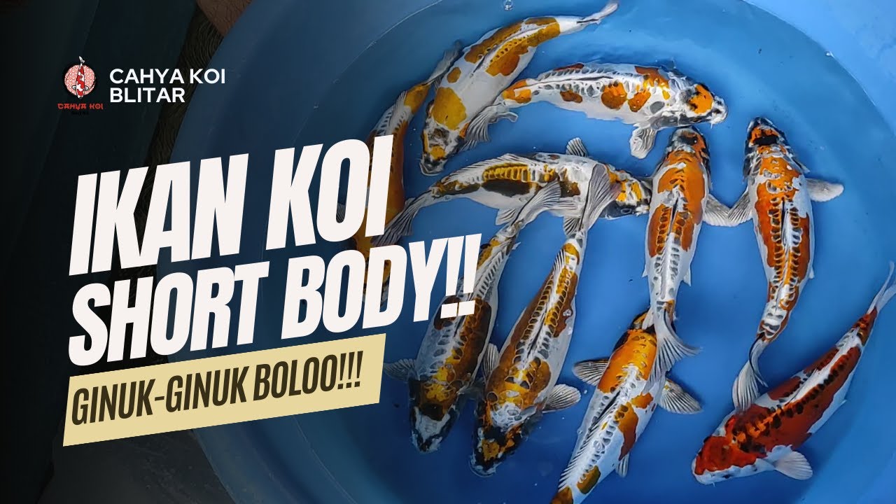 IKAN KOI SHORT BODY KUALITAS SUPER!!! - YouTube