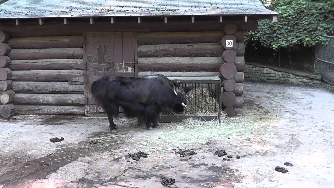 Yak Eating - YouTube