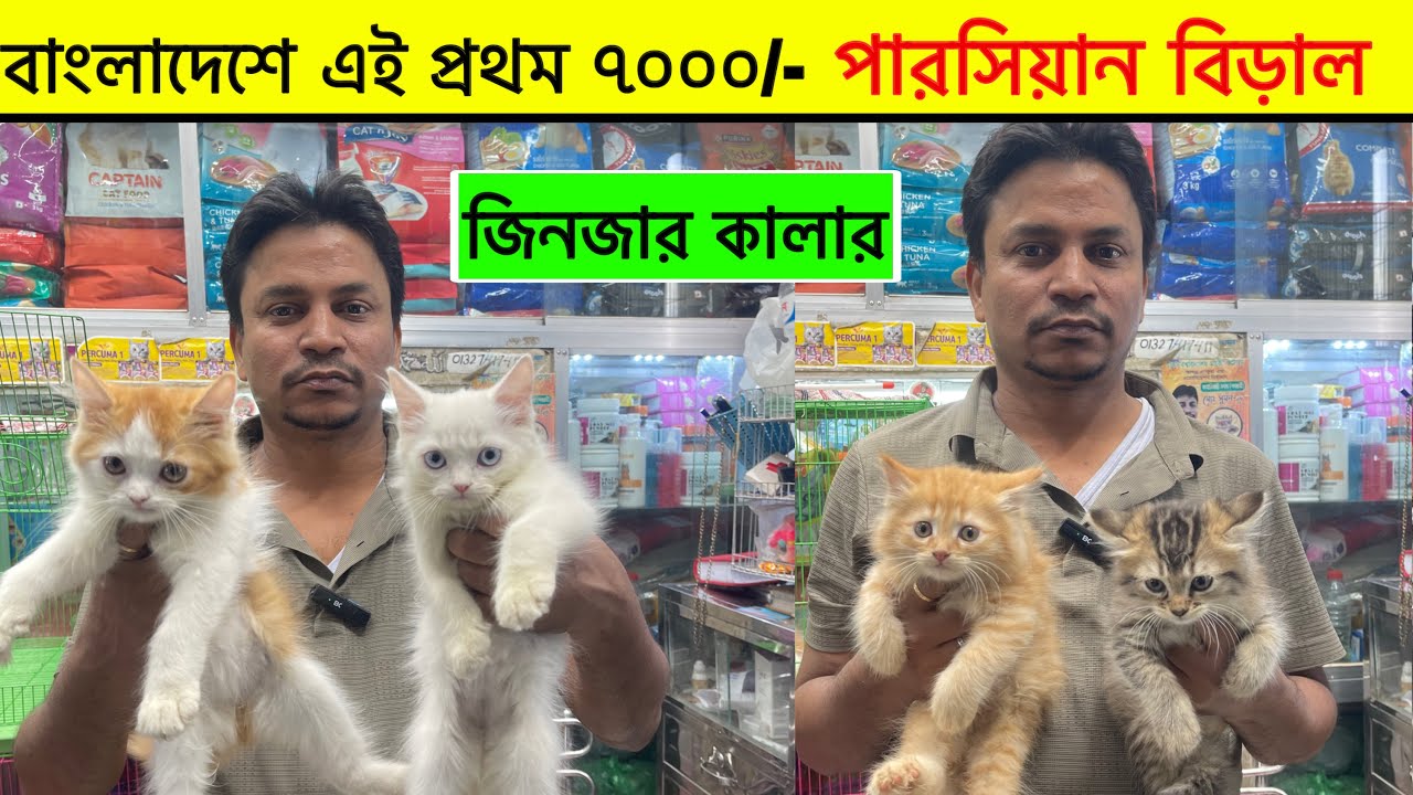 Persian Cat price in Bangladesh | Katabon Animal market in Bangladesh ...