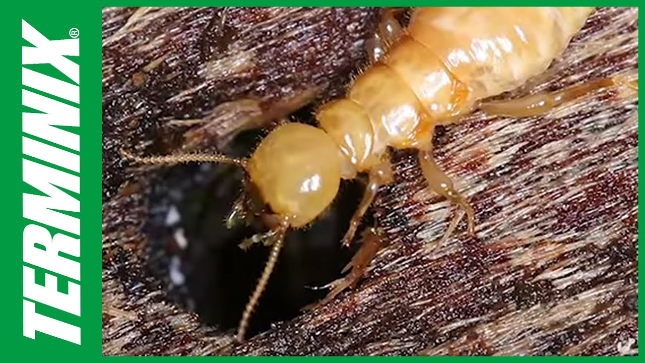 Protect Your Home From Termites - Termite Species - Terminix - YouTube