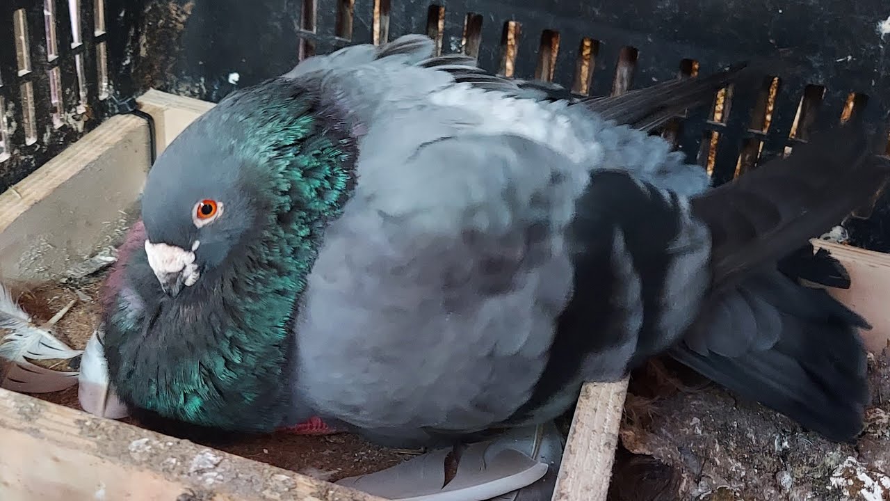 Domingos de Palomeo #31 Felicidades para todas las madres del Mundo # ...