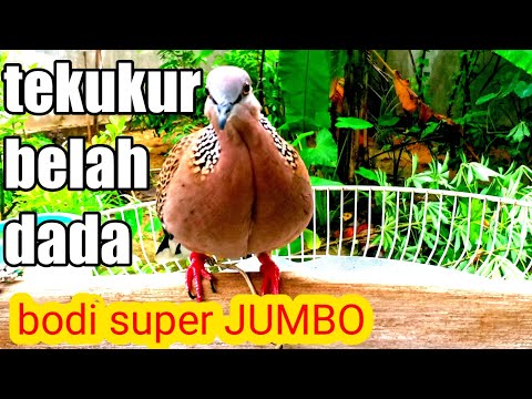 tekukur belah dada bodi super jumbo