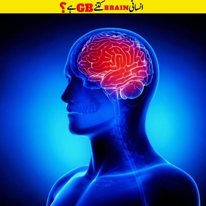 Insan Ka Dimag Kitne GB Ka Hota Hai 🤔#shorts - YouTube