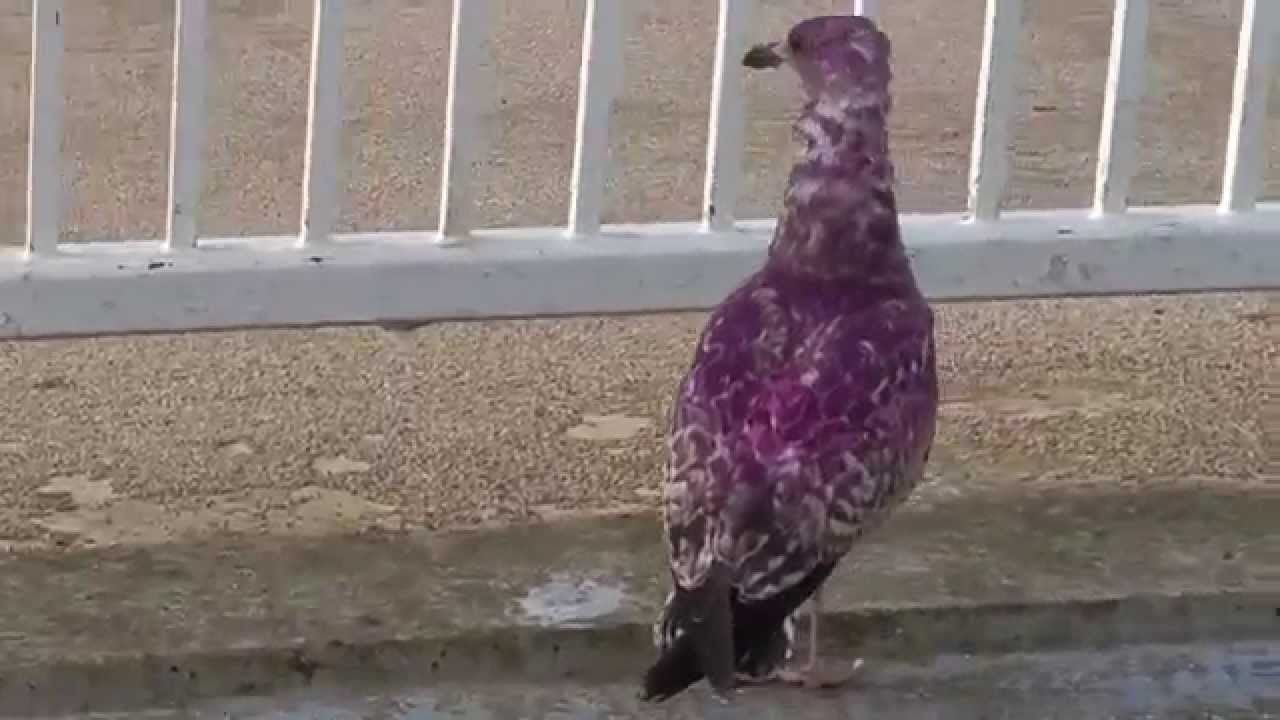 Poor purple seagull, possible cruel act in Bridlington - YouTube
