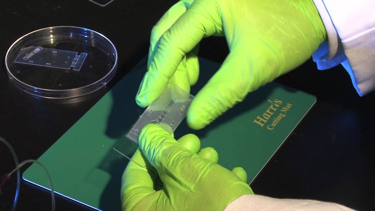 NIST Chip-Scale Assay: A Simple Way to Study Cells - YouTube