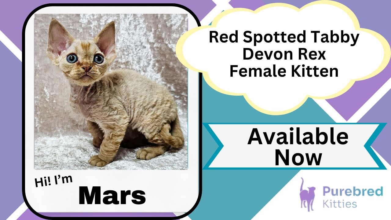 Mars Red Spotted Tabby Devon Rex Male Kitten Available Now | Purebred ...