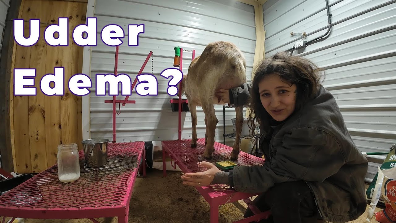 Our first time with udder edema and a new addition! | Dairy goat vlog ...