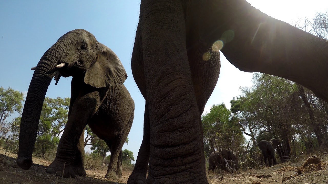 Gopro: Curious elephant with Gopro - YouTube