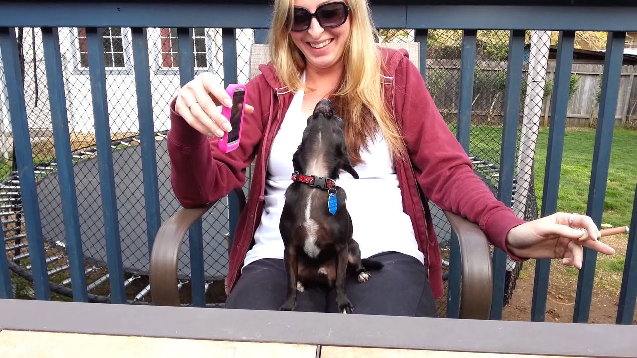 Dog sings to Bruno Mars Locked out of heaven - YouTube