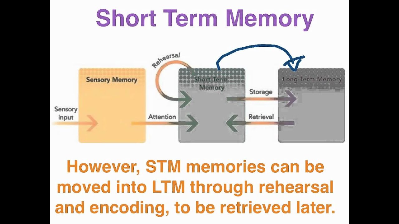 STM - VCE Unit 3 Psychology - YouTube
