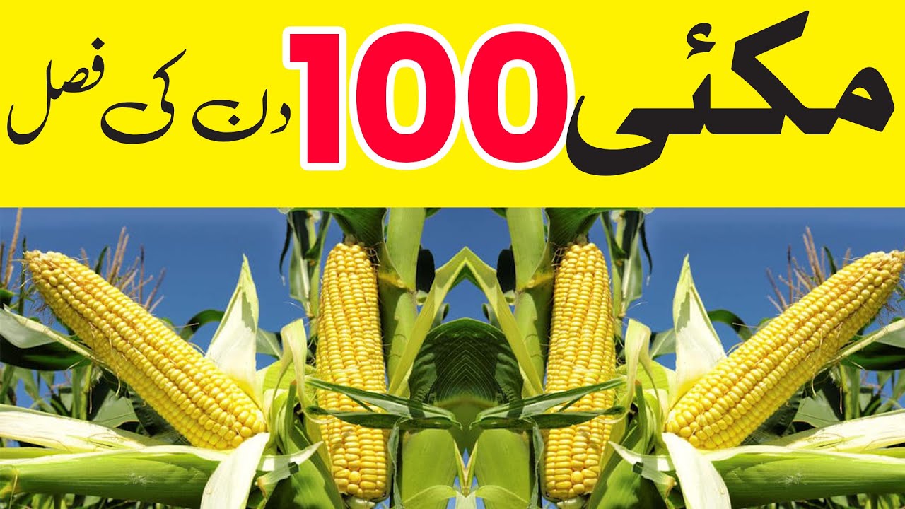 Maize Crop of 100 days | Makai ki fasal ki last Stage | Requirement of ...