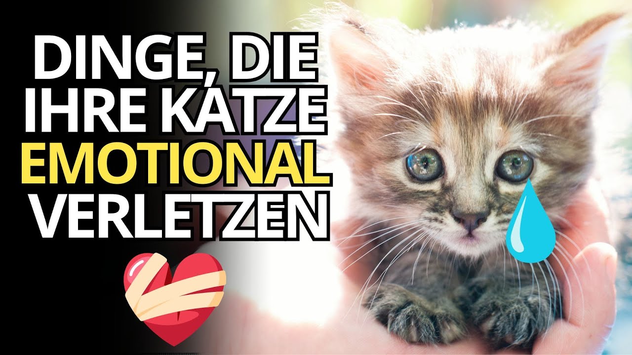 10 DINGE, DIE DEINE KATZE EMOTIONAL VERLETZEN🔴 Katzen-Spiritualität ...