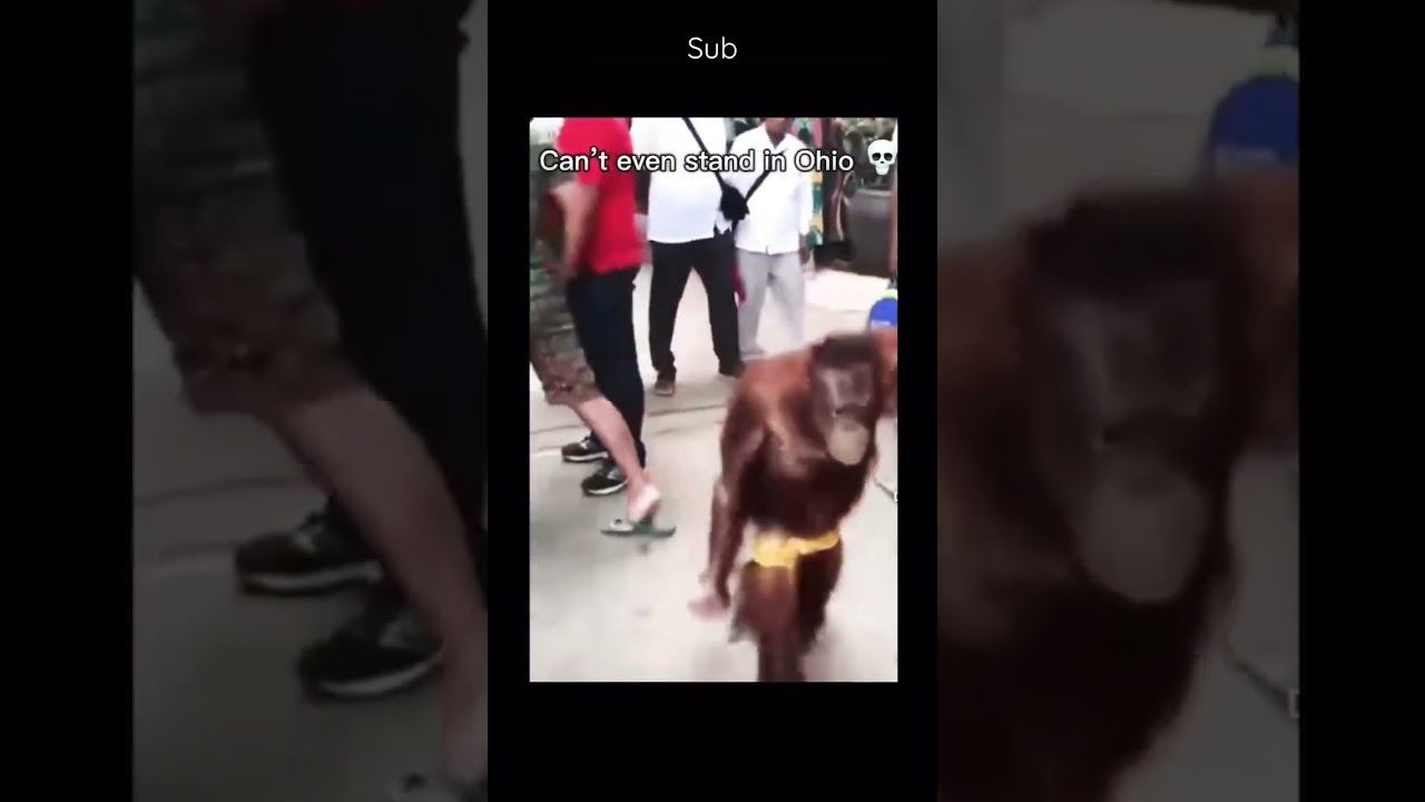 Sus monkey - YouTube