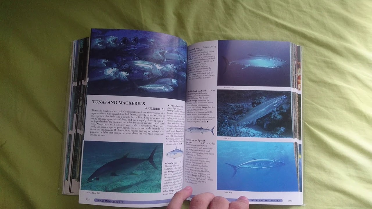 coral reef guide red sea - YouTube