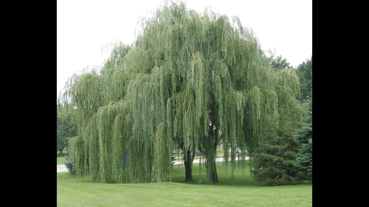 The Fascinating World of Willow Trees: A Comprehensive Guide - YouTube