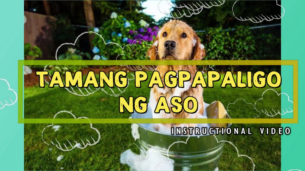 Tamang Pagpapaligo Ng Aso - YouTube