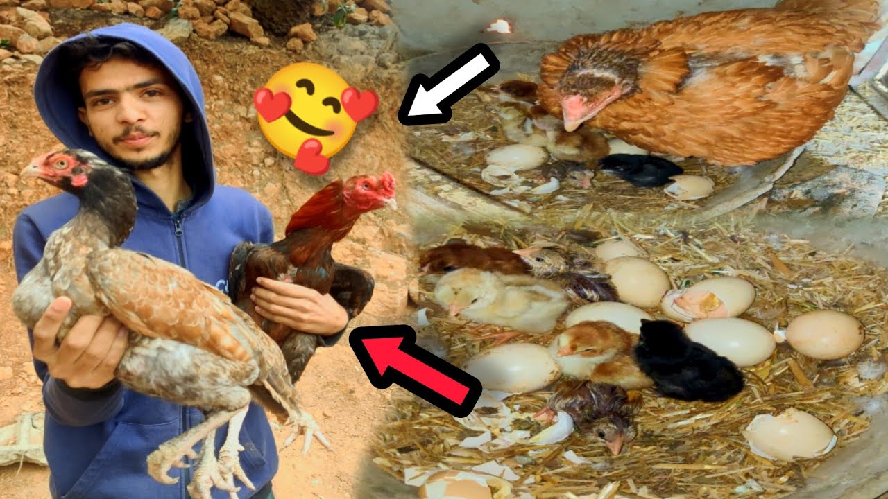 9T9 Murgha Ky BHi Chicks A Gy🥰New Chicks Hatching 🐣 - YouTube