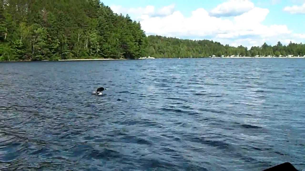 Vicious Loon Attack - YouTube