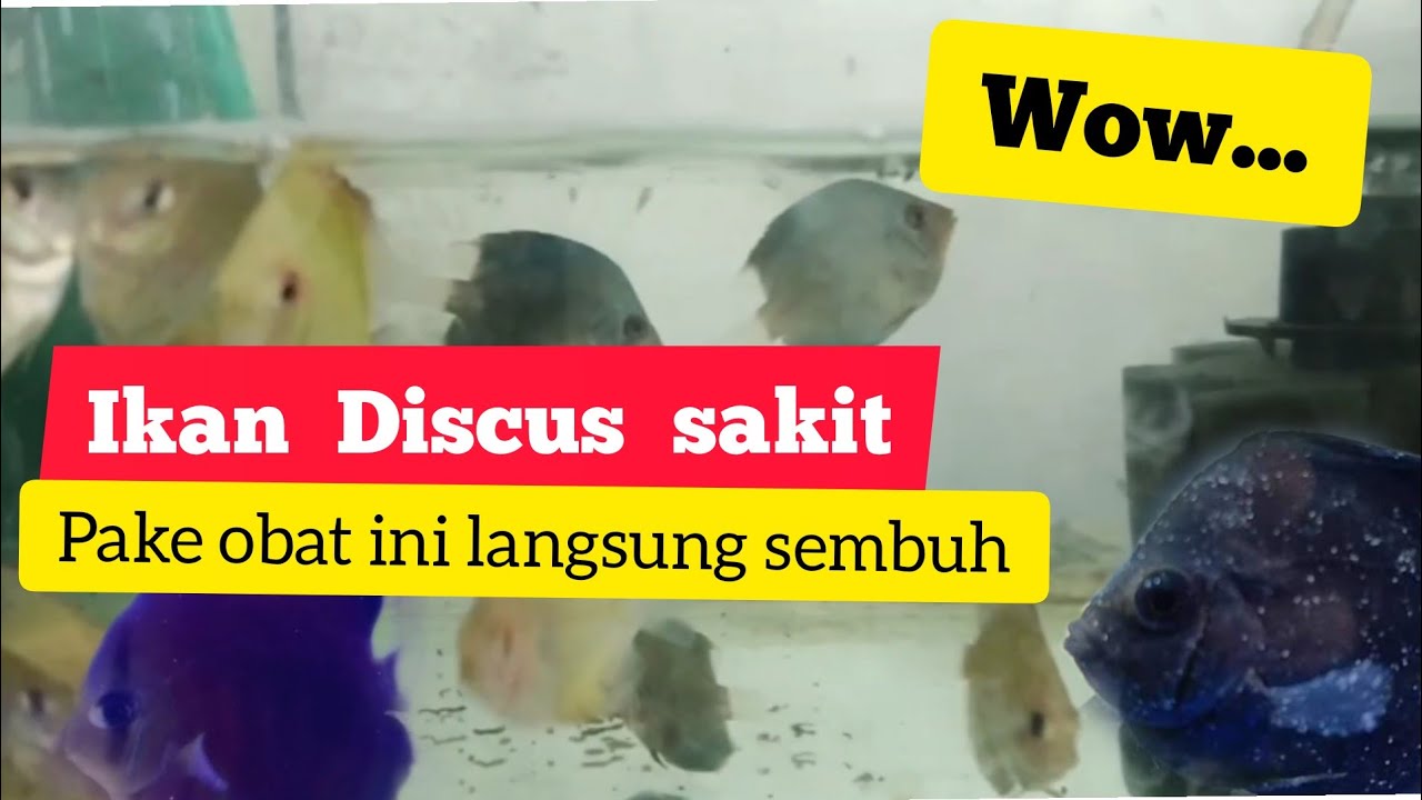 Ikan Discus sakit, pake obat ini langsung sembuh. #ikandiscus # ...