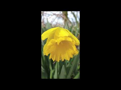 Spring Day in the Lake District UK #asmr #shorts #short #naturesounds