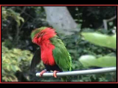 San Diego Zoo: Colorful Birds - Aviaries (older footage) - YouTube