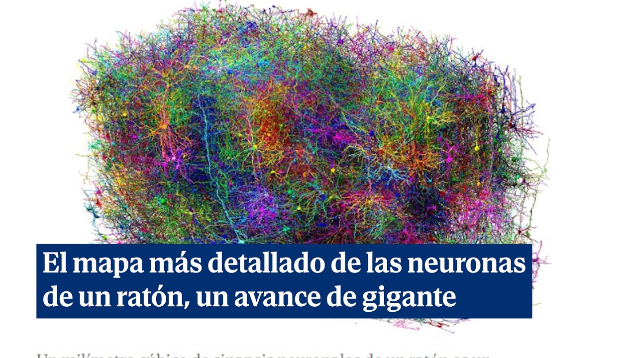 El mapa 3D de una porción de cerebro de ratón ayudará a resolver cómo ...