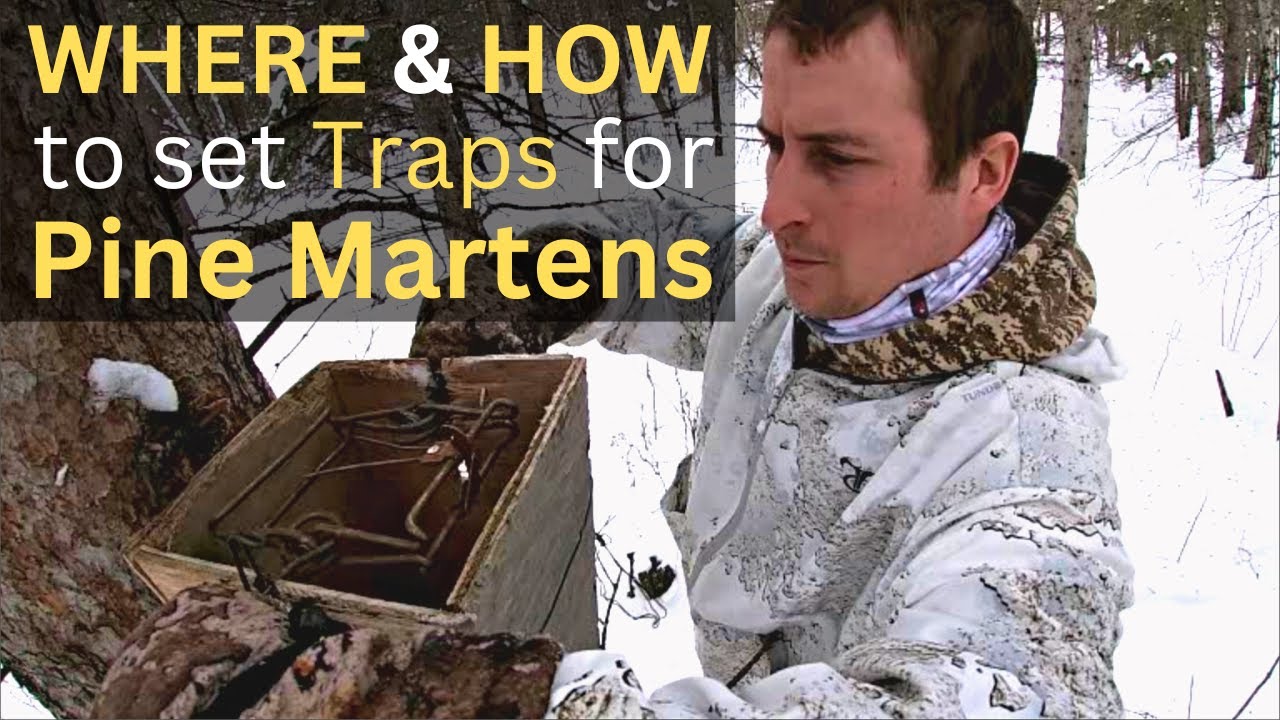 Marten Trapping - How To Trap Pine Marten (Manitoba Fur Trapping) - YouTube