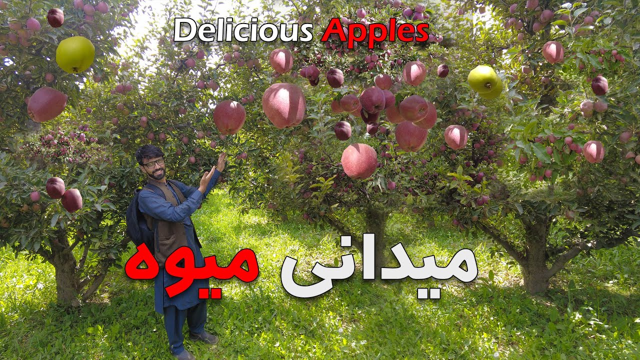 Wardak Jalrez Delicious apples | Afghanistan | د وردګو مڼې - YouTube