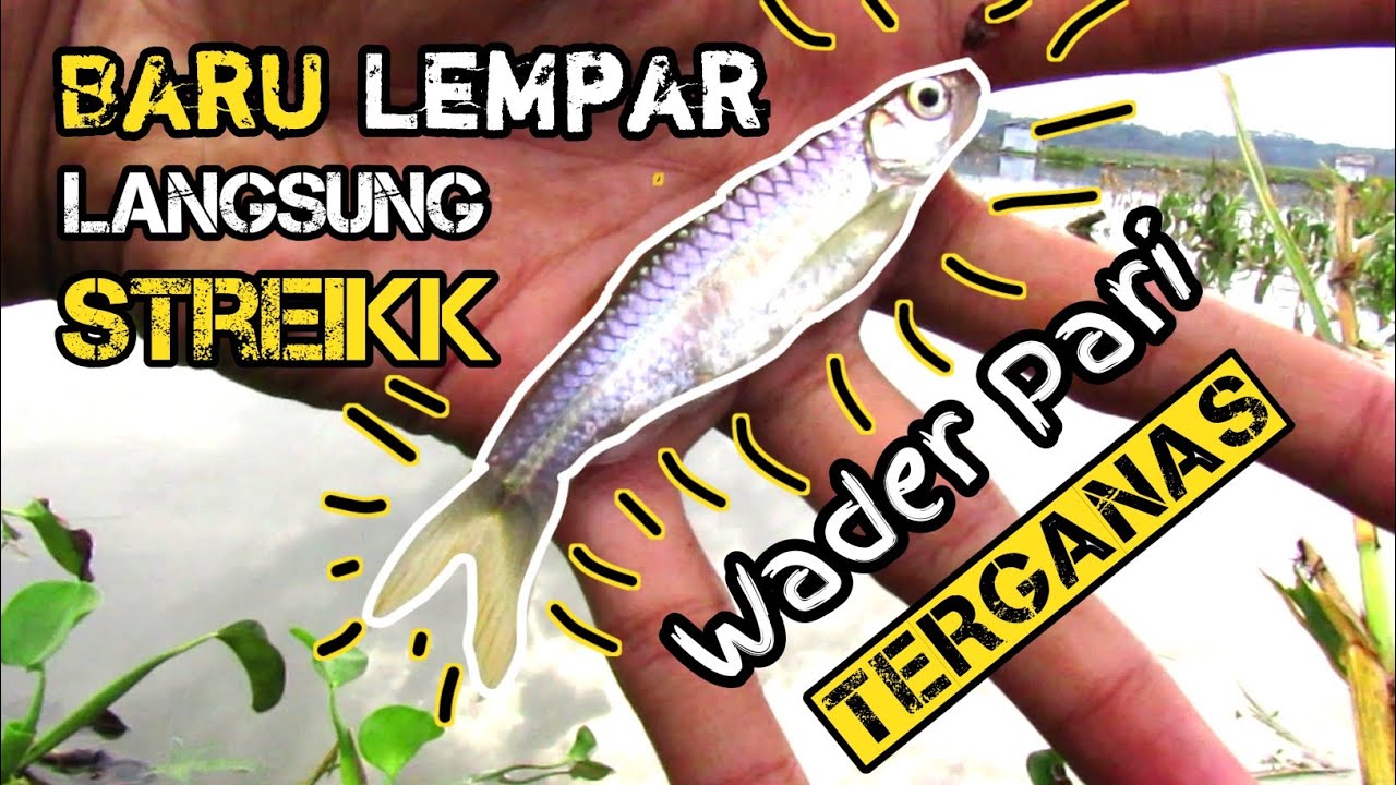 "Mancing ikan wader" pakai umpan paling jitu - YouTube