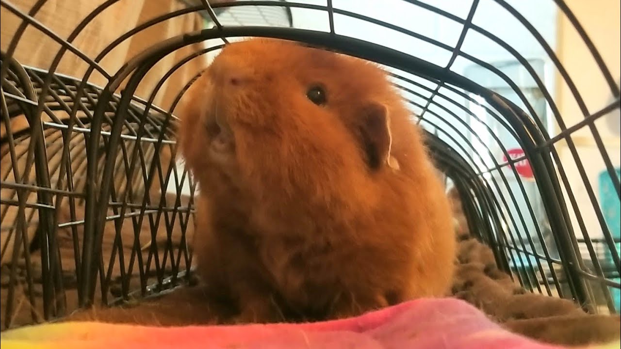 My Guinea Pigs Are Crazy! - YouTube