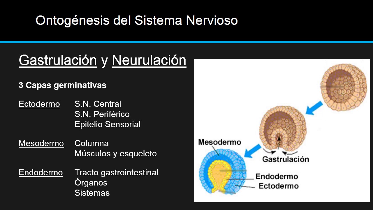 Ontogenesis del Sistema Nervioso - YouTube