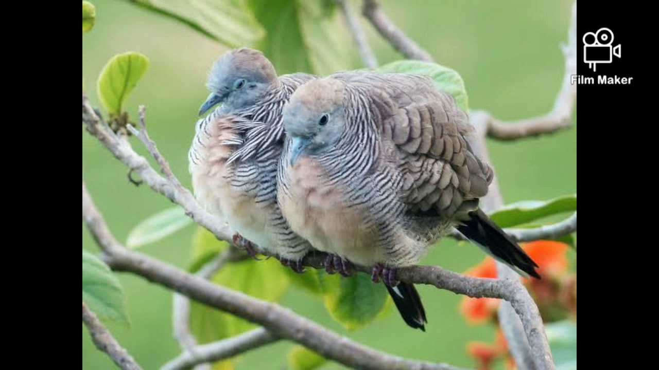 Bato bato - Corokongho Zebra Dove Bird Sounds - YouTube