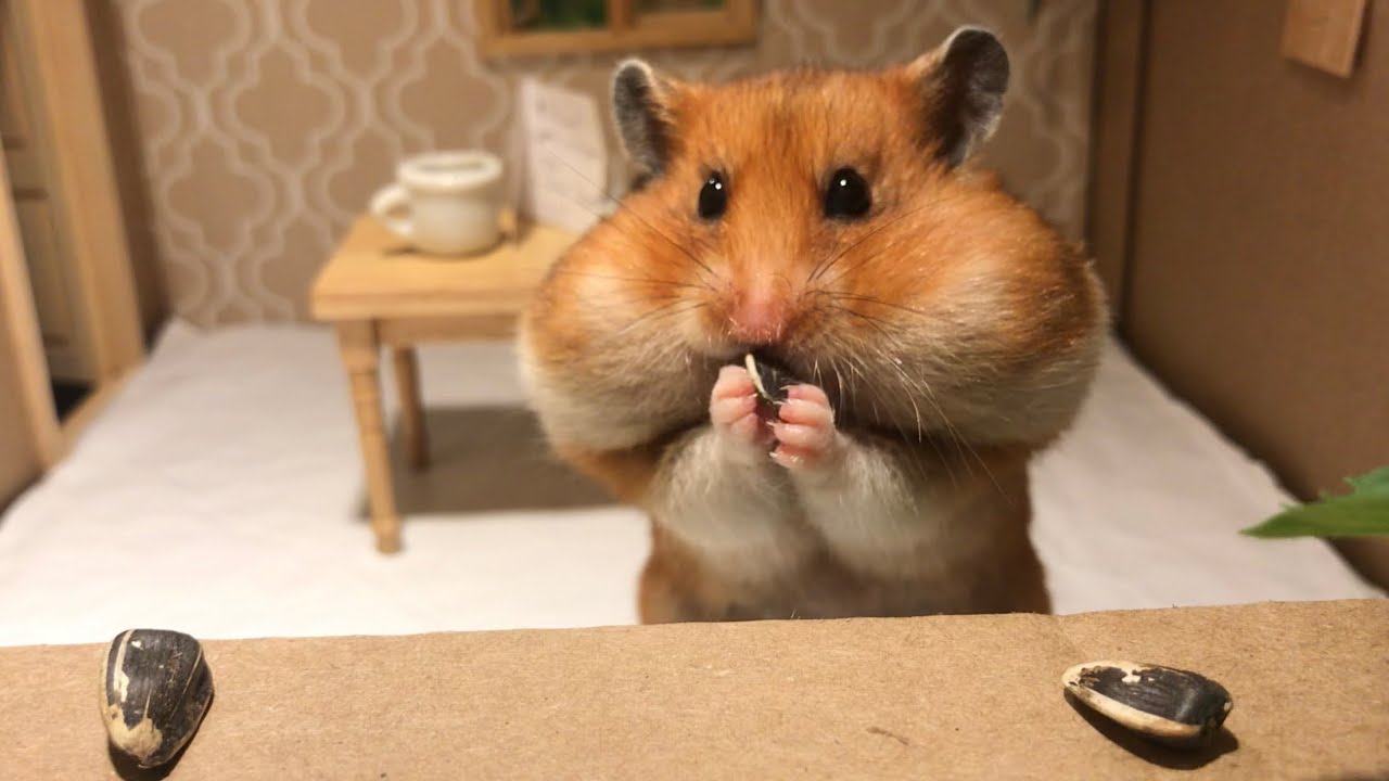 Hungry Hamster Café - Opening Night - Sunflower Seeds - YouTube
