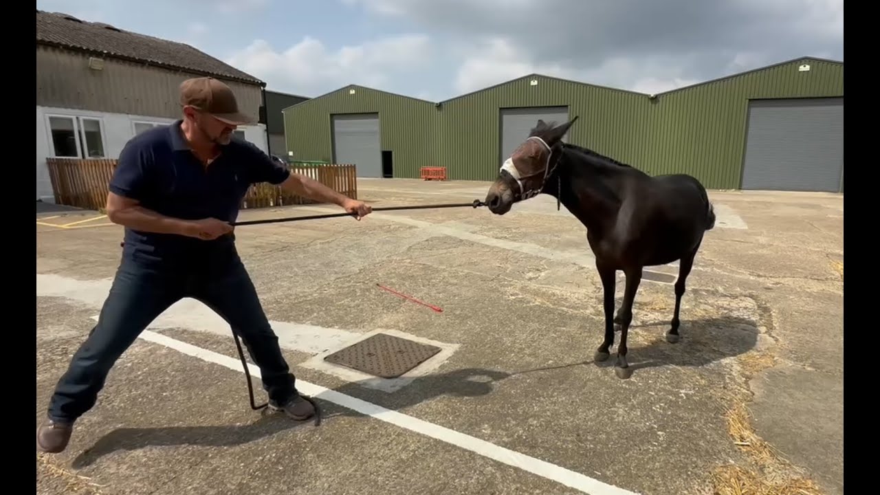 Most Stubborn Mule ever!! Can I Help?? - YouTube